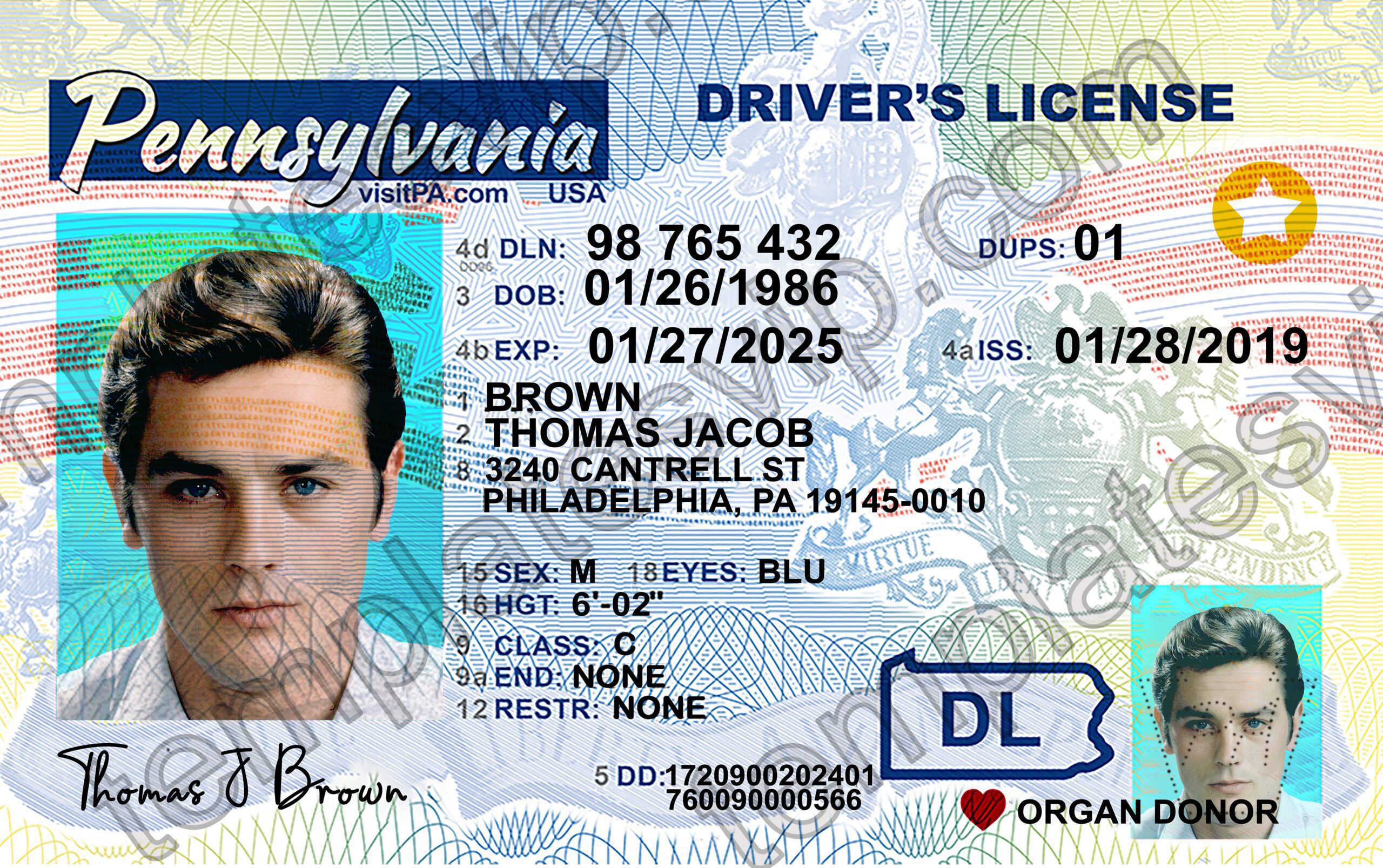 Pensylvania PA Driver s License PSD Template Download 2022 Pensylvania PA Driver s License PSD Template Download 2022